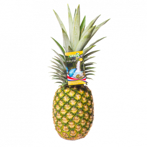 Fresh Pineapple – Visafruit | Import Tropical Fruits